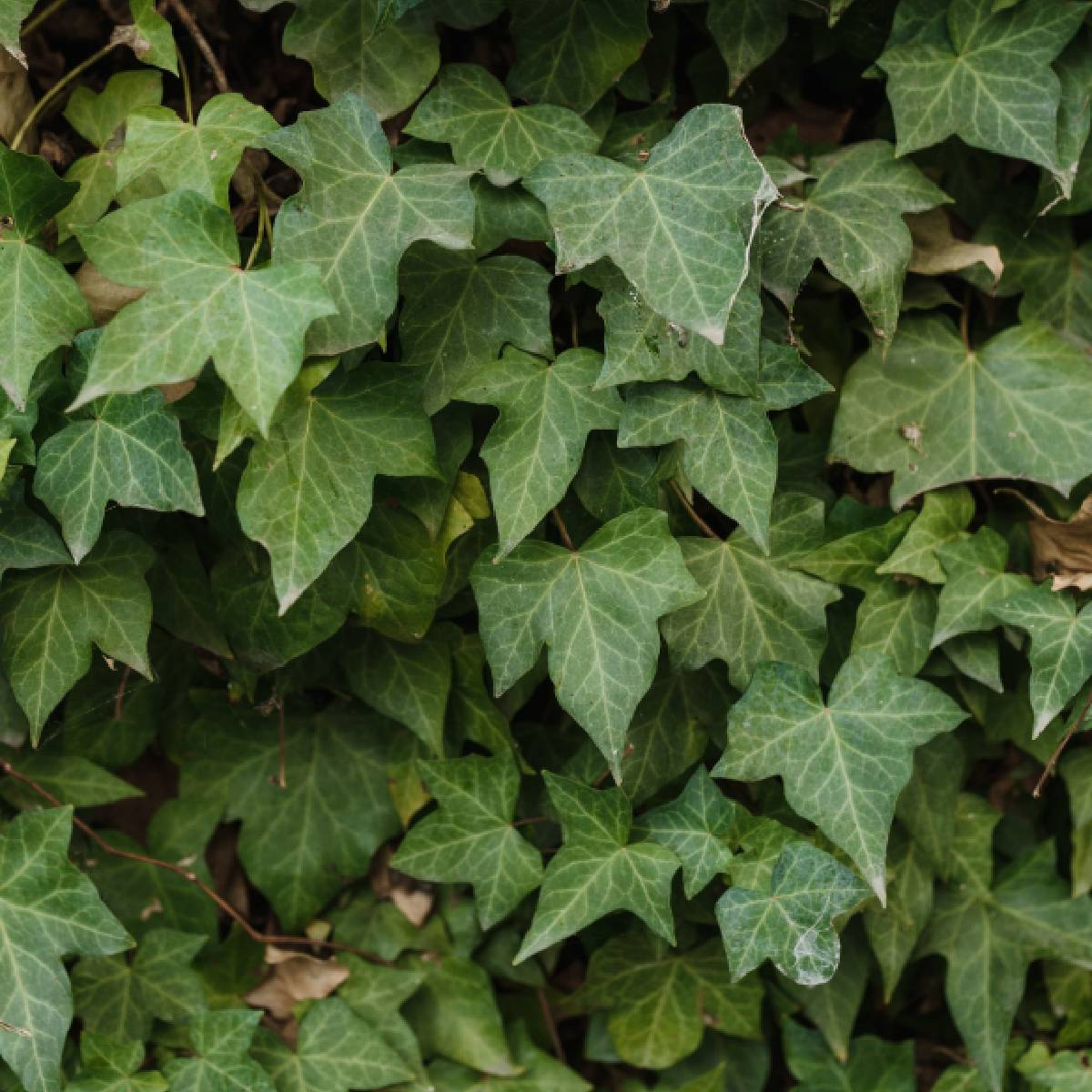 Bluszcz pospolity Crispa (P9)| Sadowniczy.pl