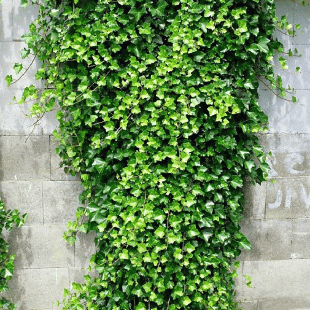 Bluszcz pospolity irlandzki (P9)| Sadowniczy.pl