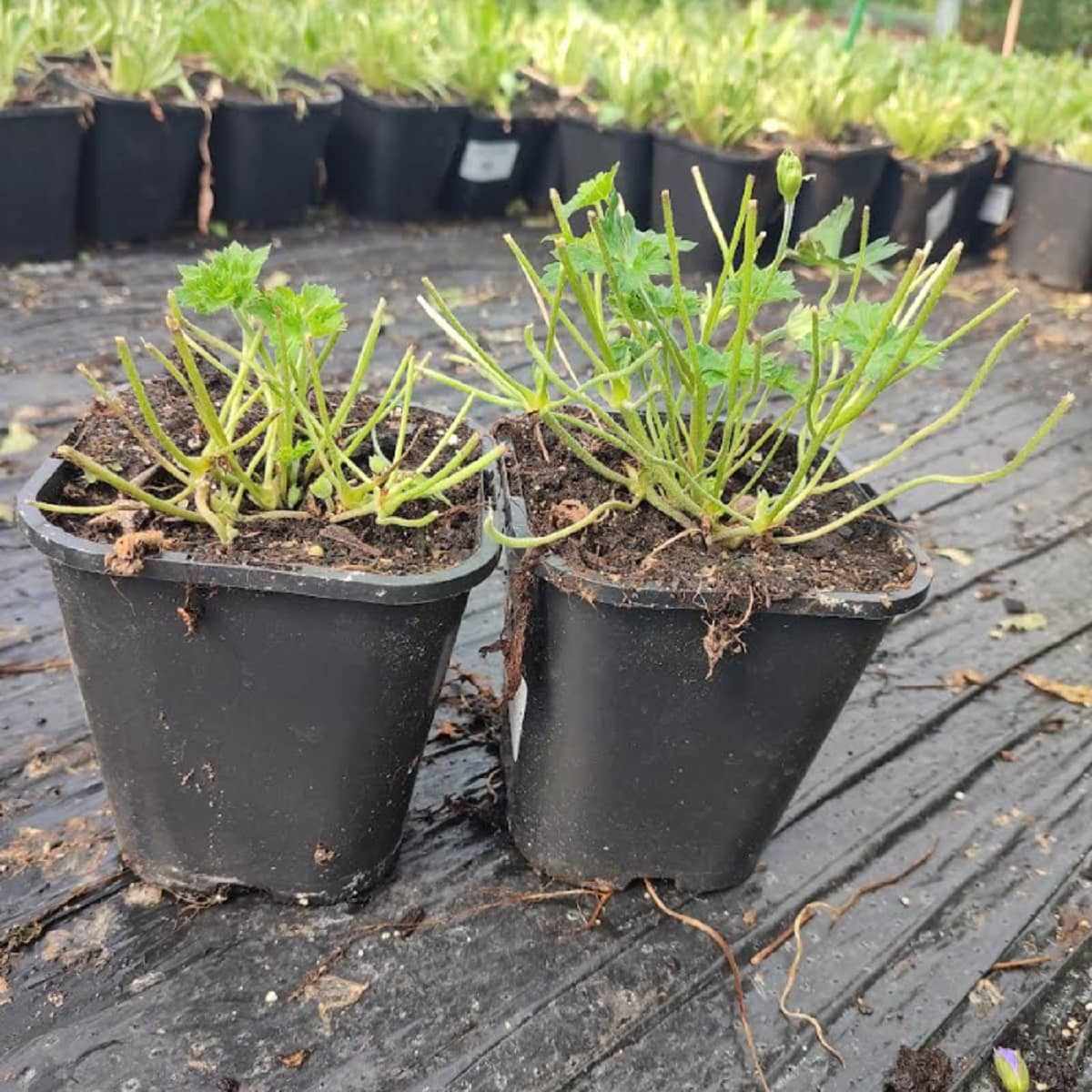 Bodziszek himalajski Derrick Cook (P9)| Sadowniczy.pl