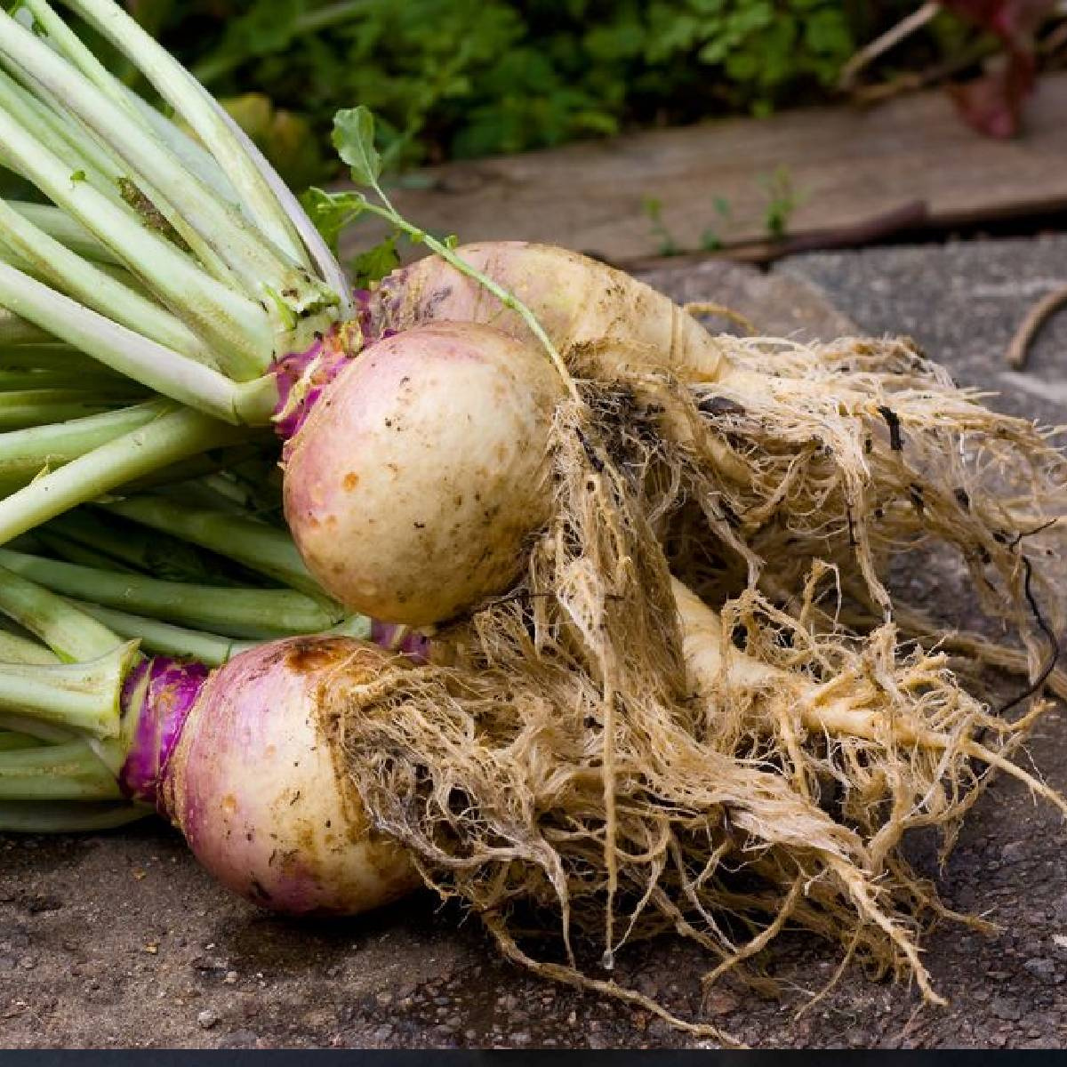 Brukiew nadmorska 10g ToRaf| Sadowniczy.pl