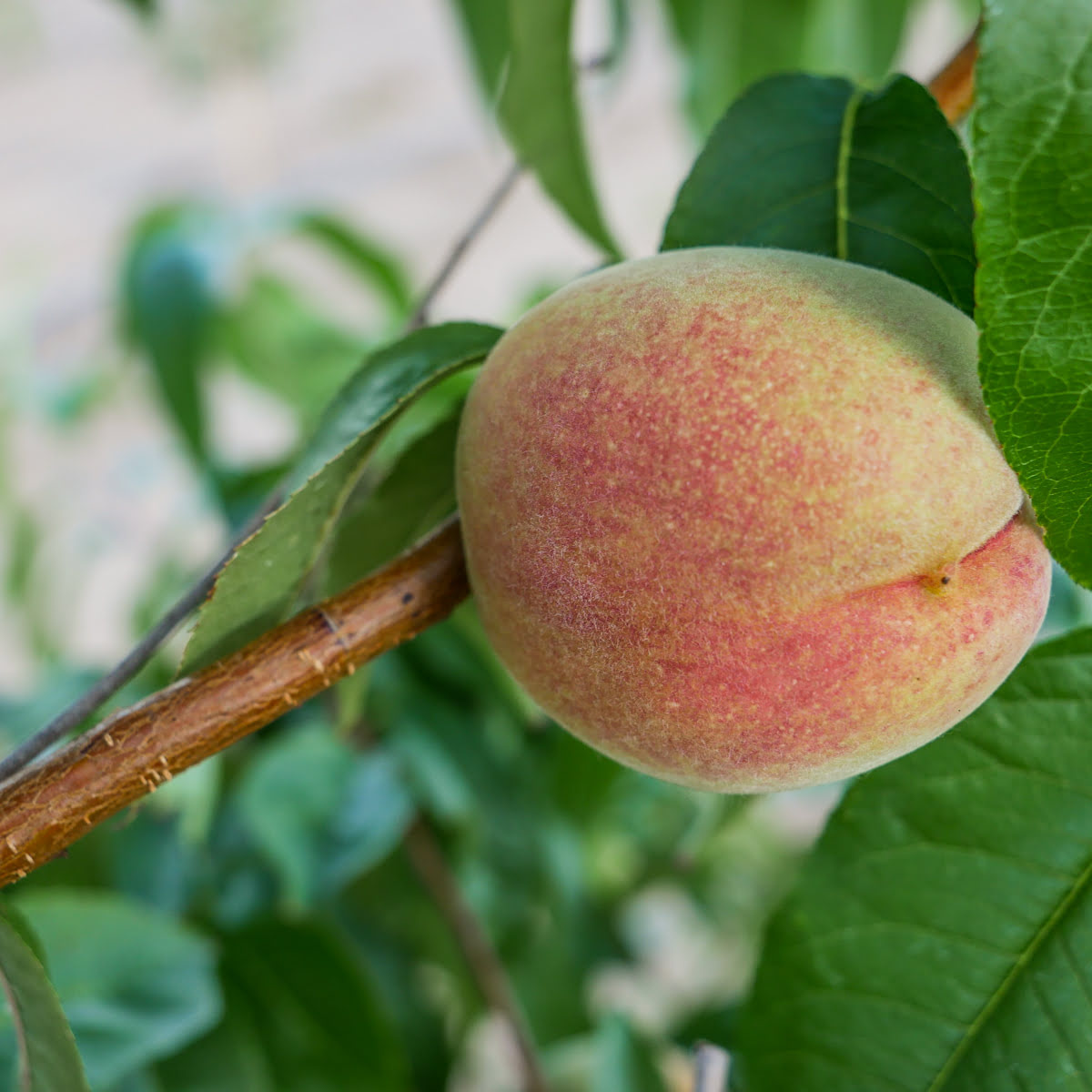 Brzoskwinia Harco – Wspaniałe Owoce w Twoim Sadzie