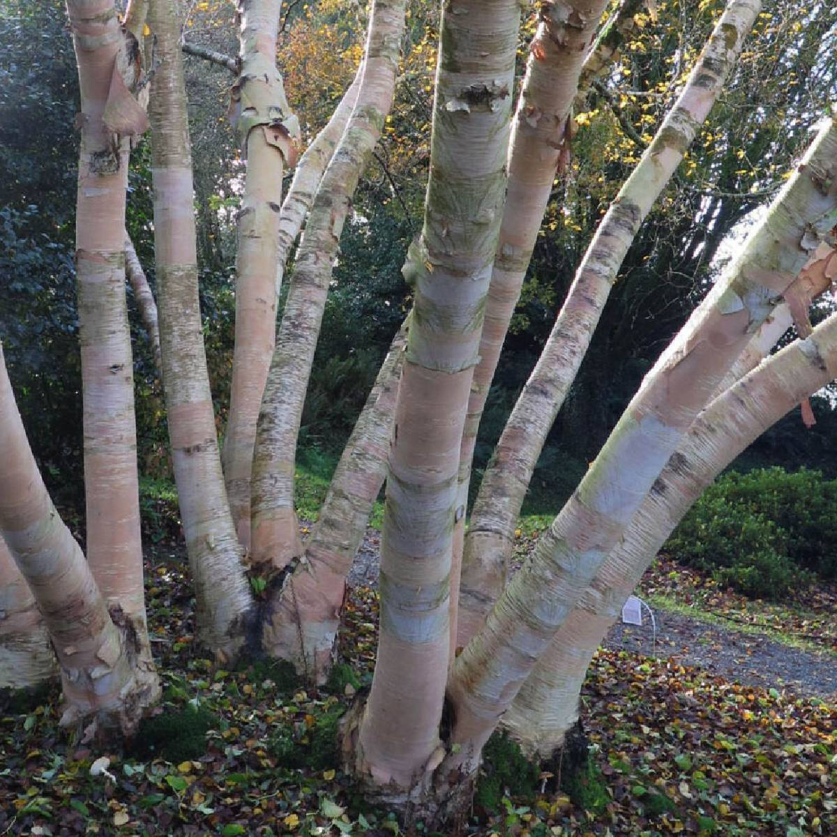 Brzoza Ermana | Sadowniczy.pl