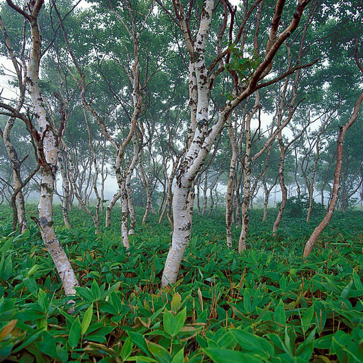 Brzoza Ermana | Sadowniczy.pl