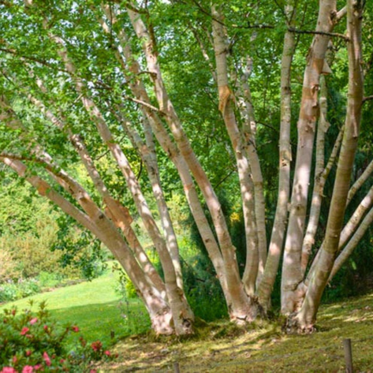 Brzoza Ermana | Sadowniczy.pl