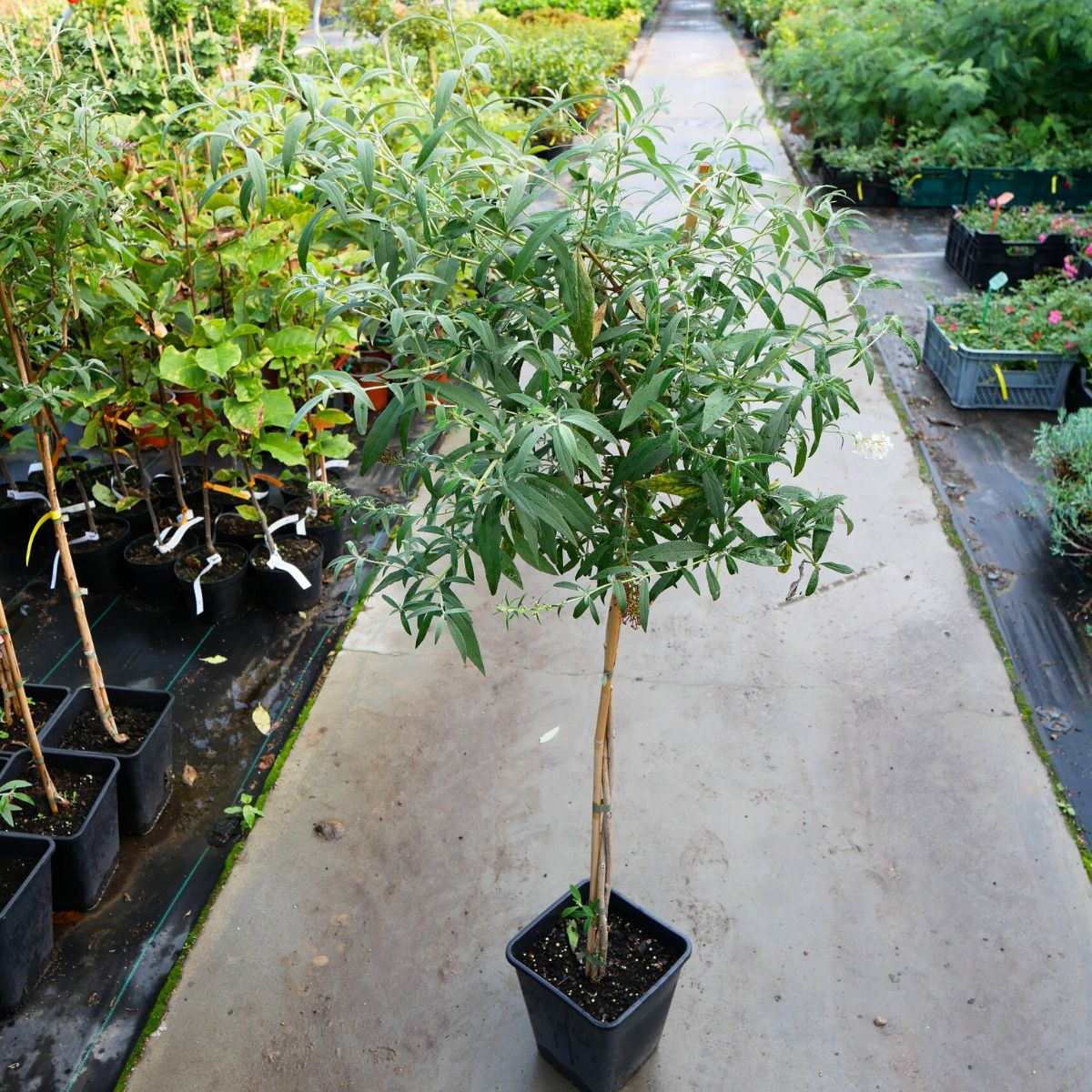 Budleja Dawida Pienna Mix Kolorów (C2)| Sadowniczy.pl