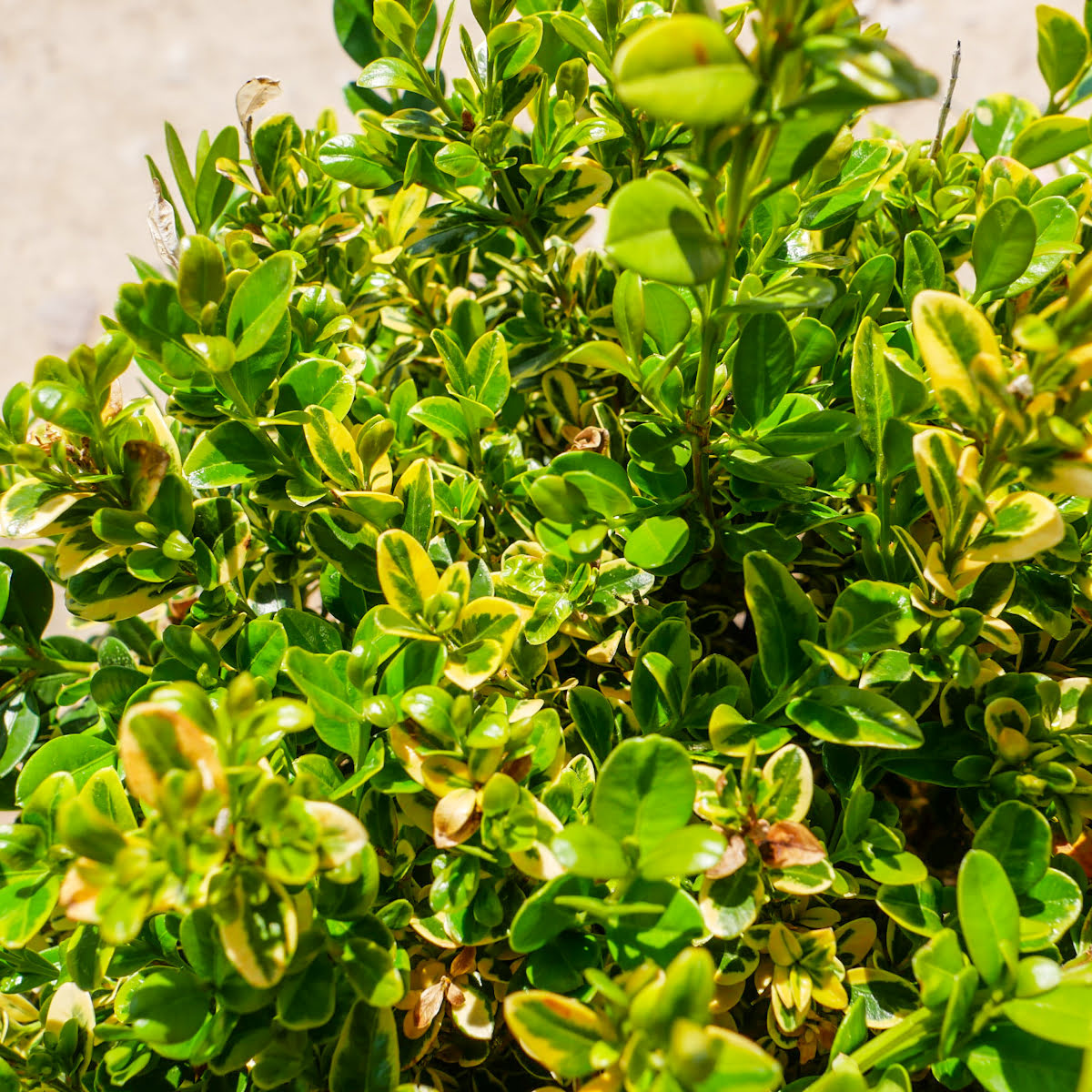 Bukszpan drobnolistny Golden Triumph| Sadowniczy.pl