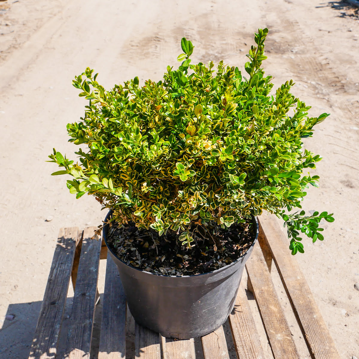 Bukszpan drobnolistny Golden Triumph| Sadowniczy.pl