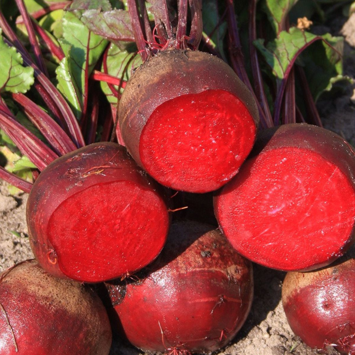 Burak ćwikłowy Betako F1 500g| Sadowniczy.pl