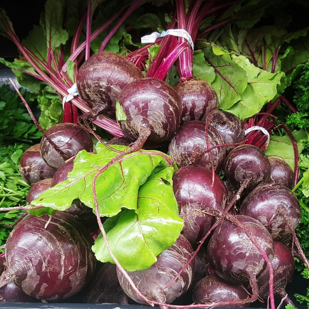 Burak ćwikłowy Borus 500g| Sadowniczy.pl