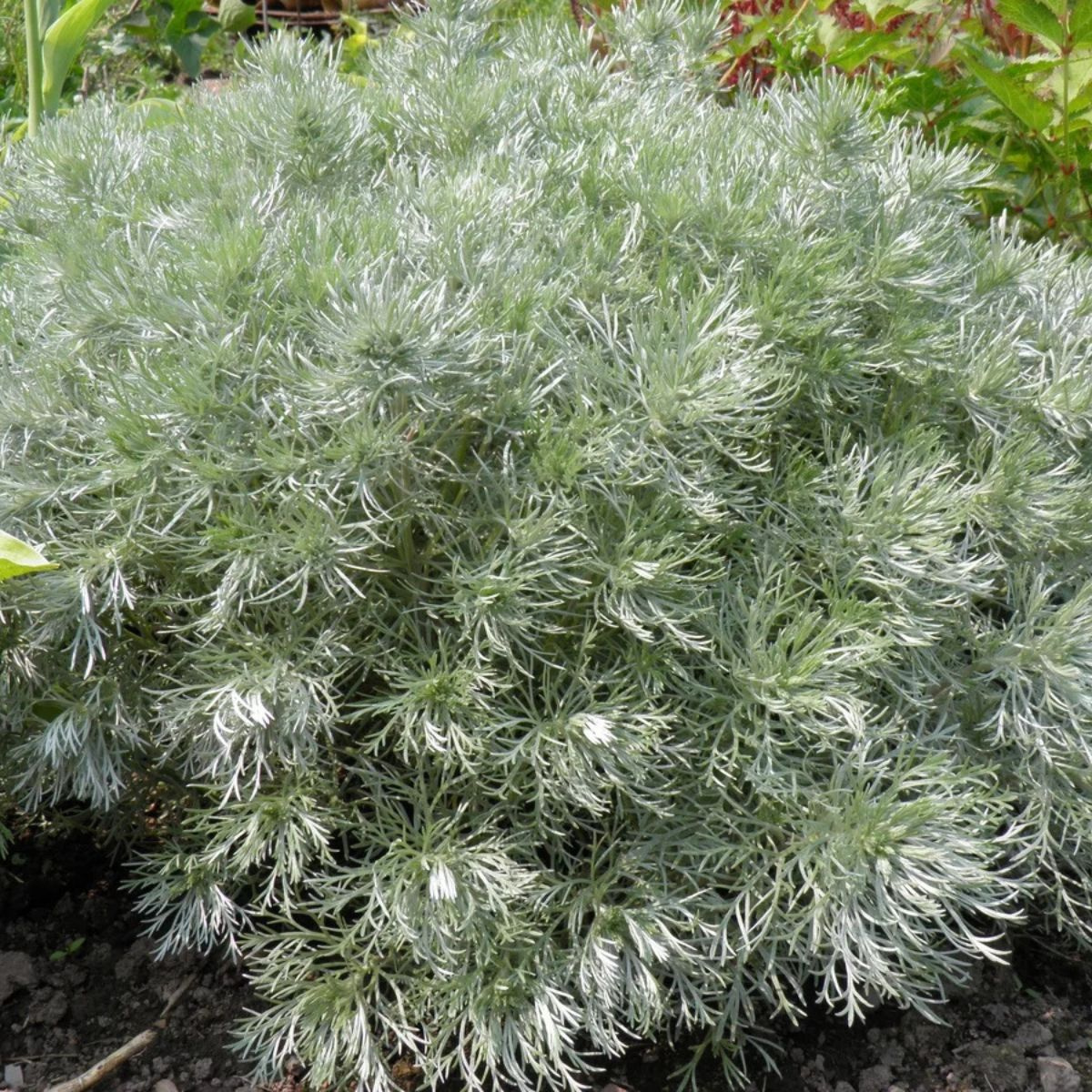 Bylica Schmidta Nana (C2)| Sadowniczy.pl