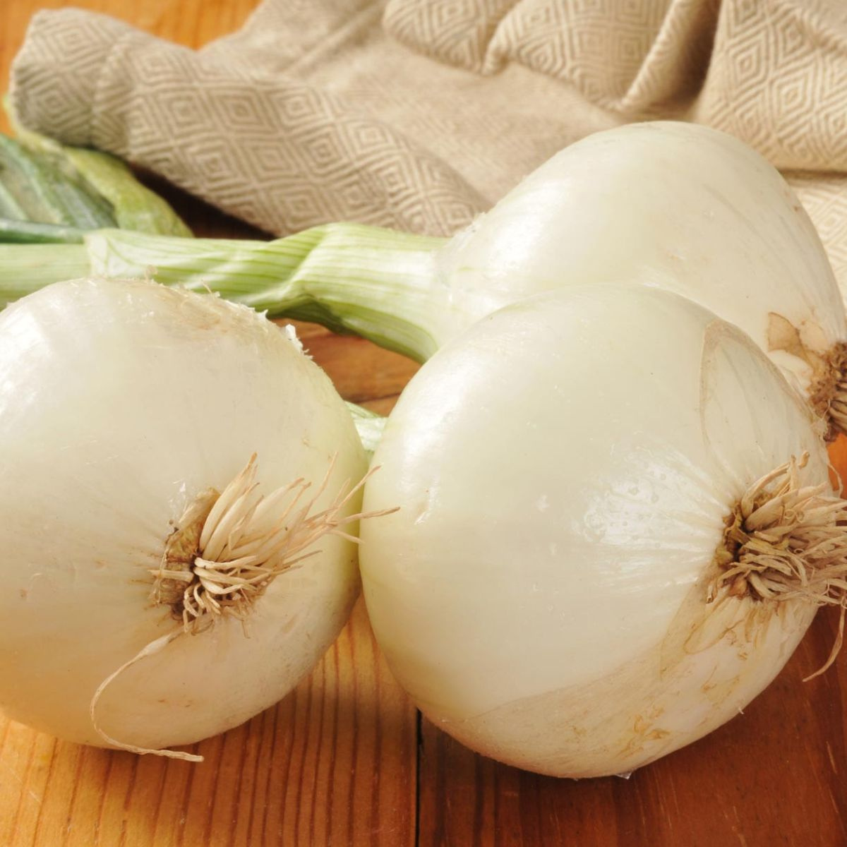 Cebula biała AVIV 4g| Sadowniczy.pl