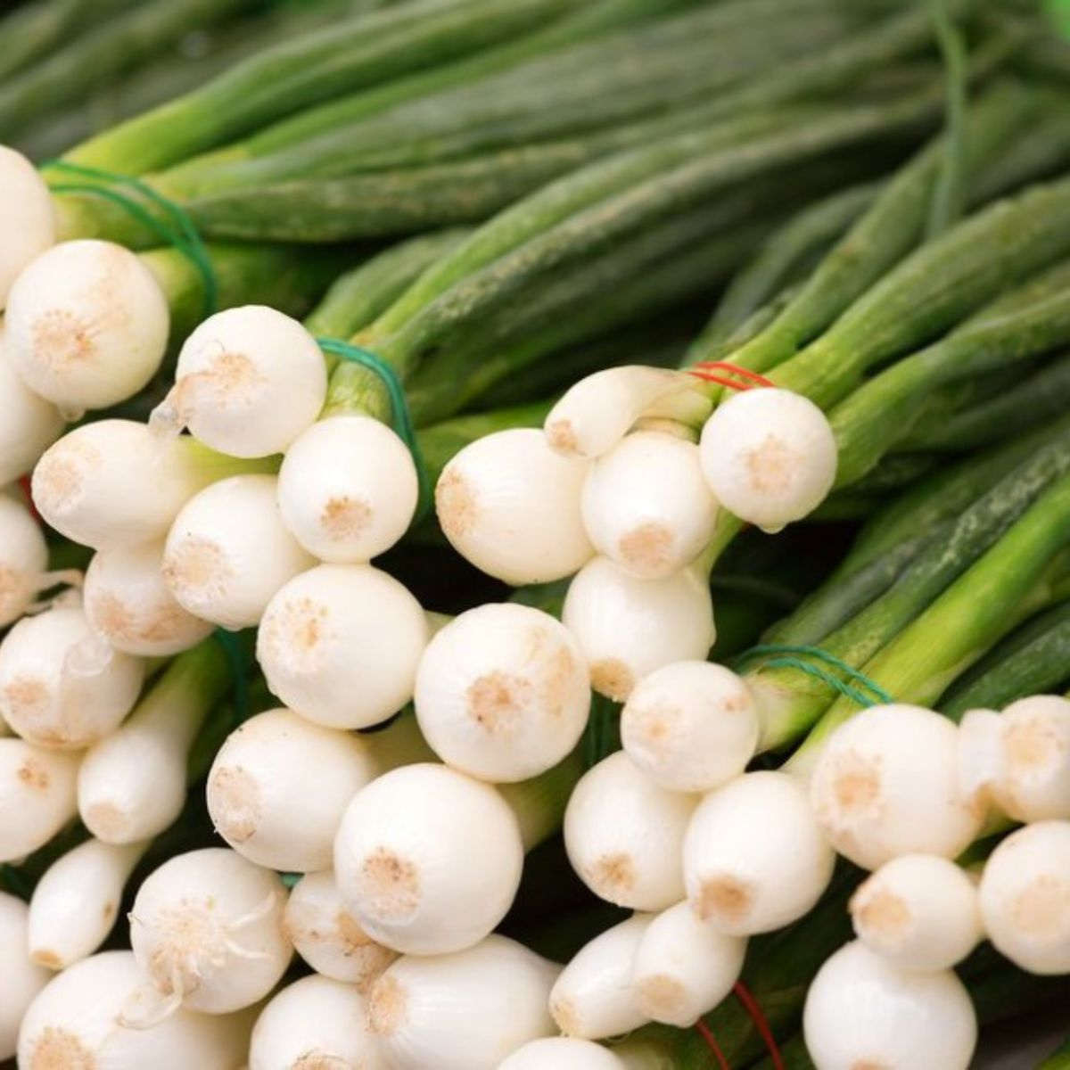 Cebula biała Agra zimująca 500g| Sadowniczy.pl