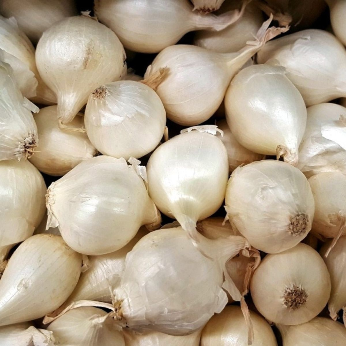 Cebula dymka -biała -0,5kg
