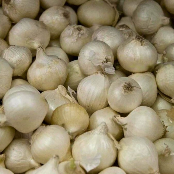 Cebula dymka -biała -0,5kg