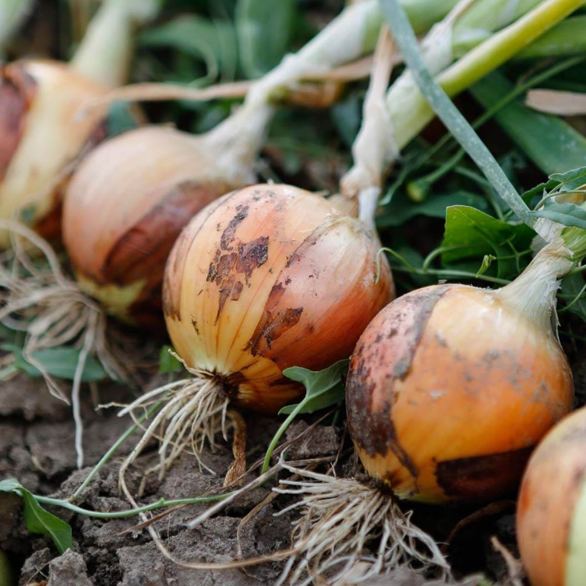 Cebula żółta POLANA F1 średniowczesna 500g| Sadowniczy.pl