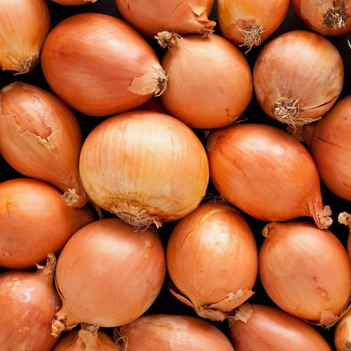 Cebula żółta Tęcza bardzo wczesna 100g| Sadowniczy.pl