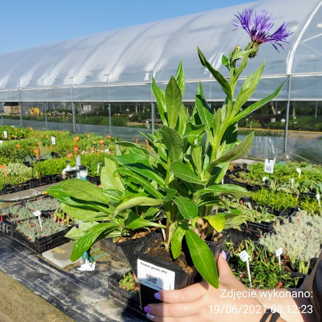 Chaber górski| Sadowniczy.pl