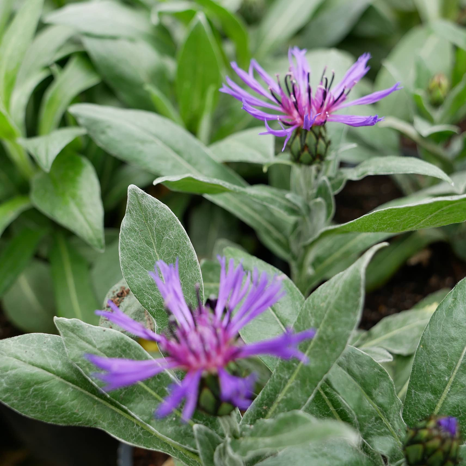 Chaber górski (C2)| Sadowniczy.pl