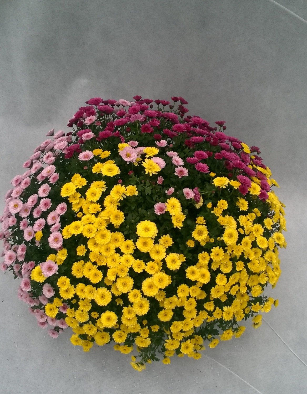 Chryzantema chryzantemy drobnokwiatowa Tricolor trzy kolory w jednej doniczce SADZONKA ...