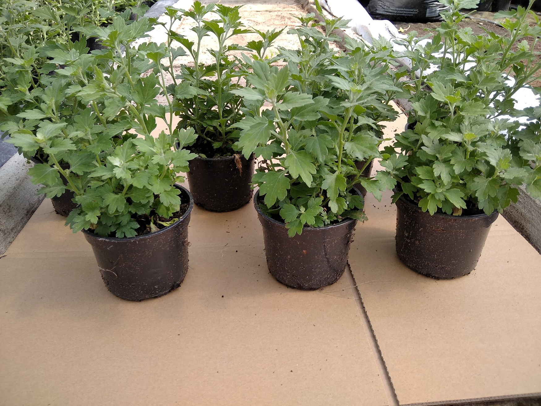 Chryzantema chryzantemy drobnokwiatowa Tricolor trzy kolory w jednej doniczce SADZONKA ...