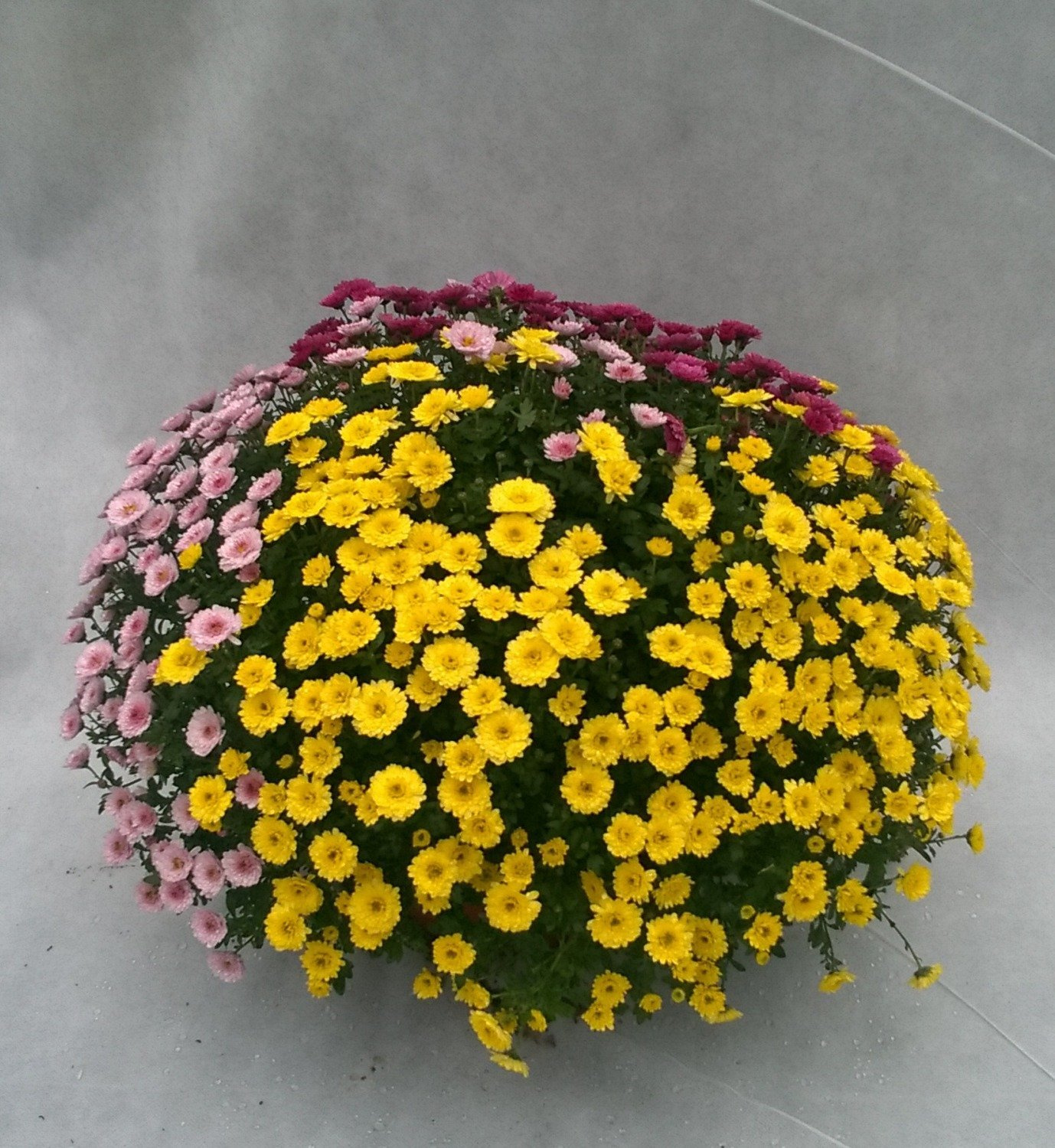 Chryzantema chryzantemy drobnokwiatowa Tricolor trzy kolory w jednej doniczce SADZONKA ...