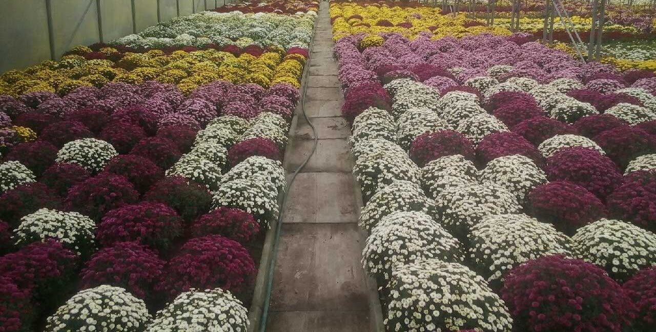 Chryzantema chryzantemy drobnokwiatowa Tricolor trzy kolory w jednej doniczce SADZONKA ...