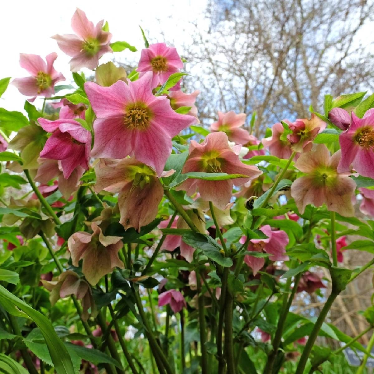 Ciemiernik wschodni Ellen Pink (C2)| Sadowniczy.pl