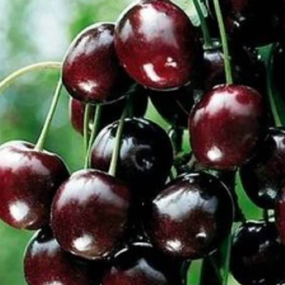 Czereśnia Narana w doniczce (C2)| Sadowniczy.pl