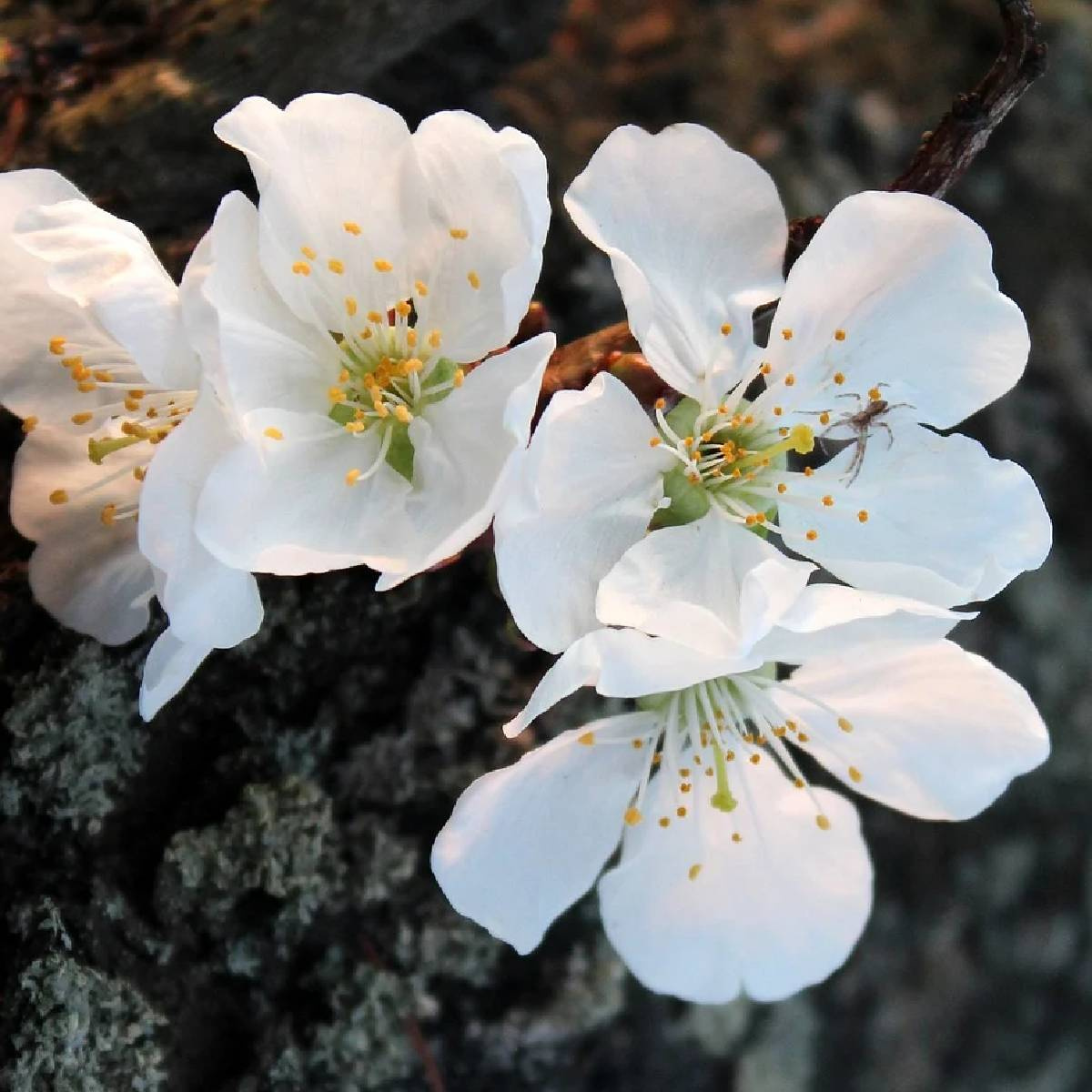 Czereśnia Oktawia Octavia Plant Pack | Sadowniczy.pl