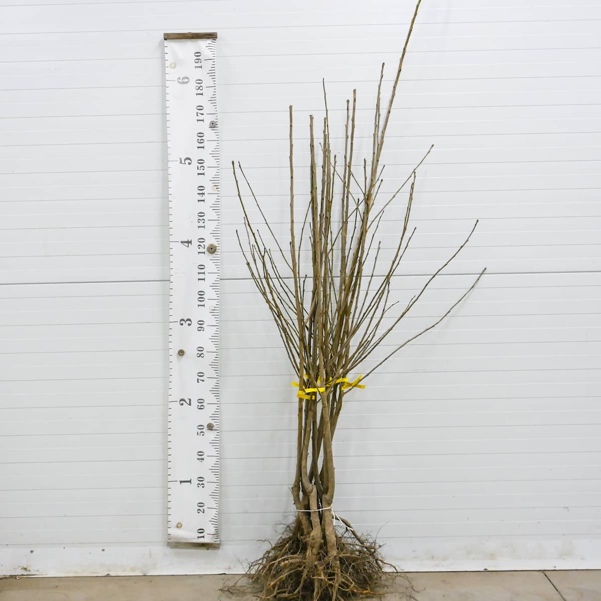 Czereśnia Oktawia Octavia Plant Pack | Sadowniczy.pl