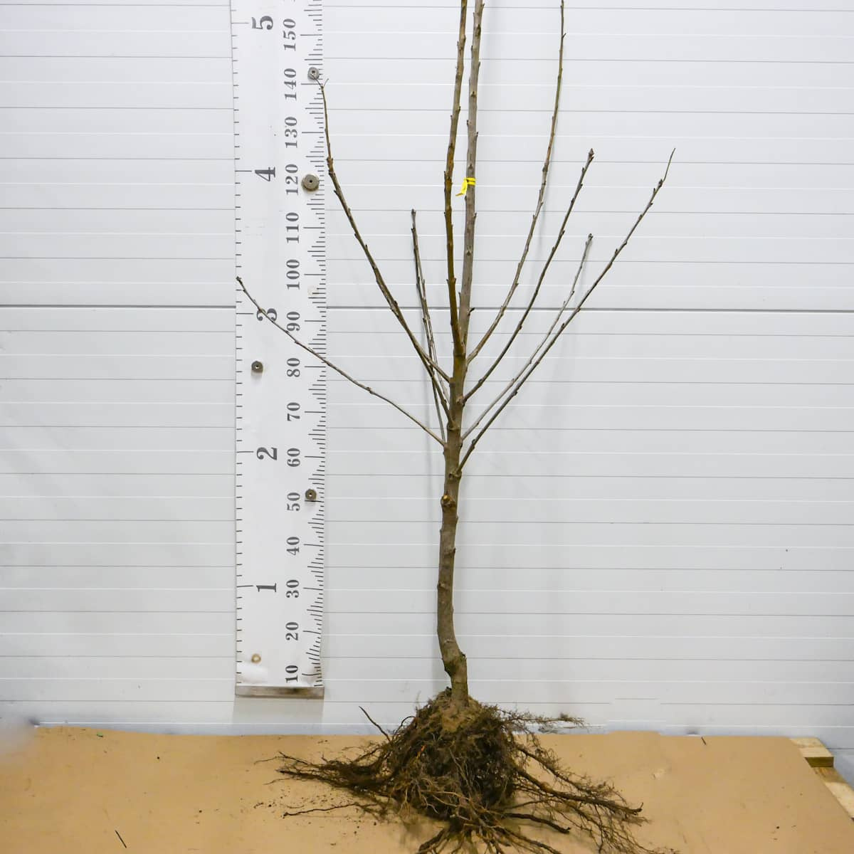 Czereśnia Oktawia Octavia Plant Pack | Sadowniczy.pl