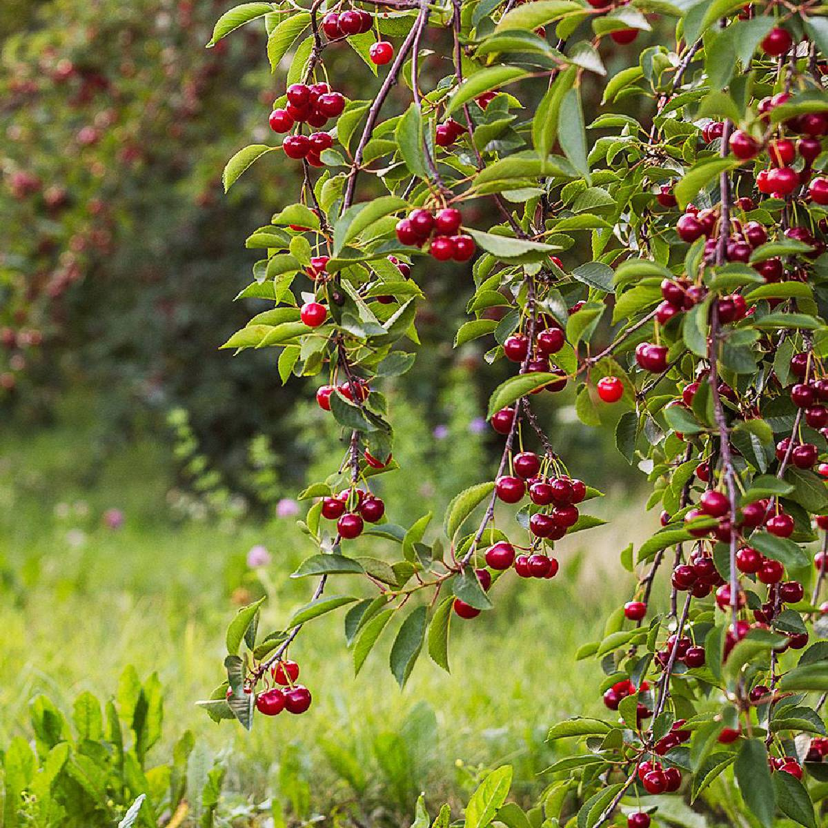 Czereśniowiśnia Meteor Korai w doniczce (C2)| Sadowniczy.pl