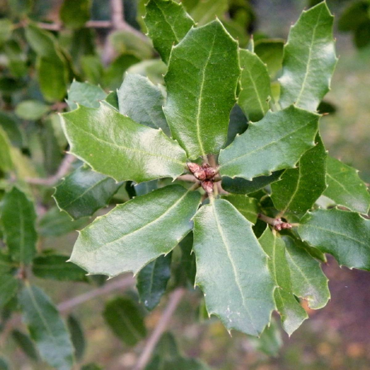 Dąb skalny Quercus coccifera| Sadowniczy.pl