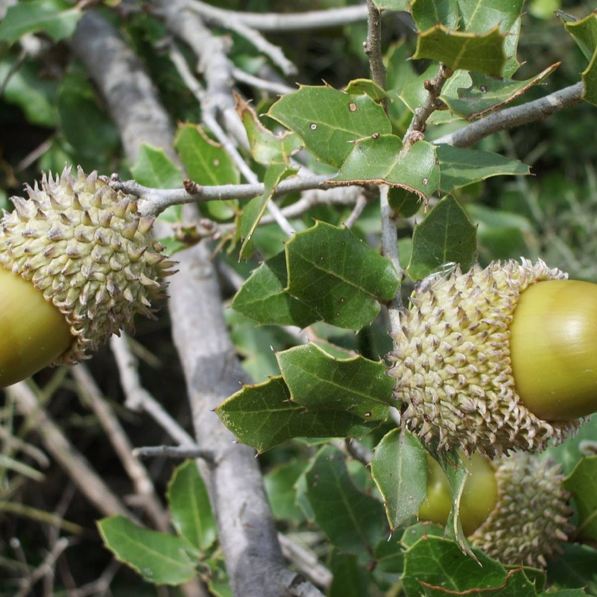 Dąb skalny Quercus coccifera| Sadowniczy.pl