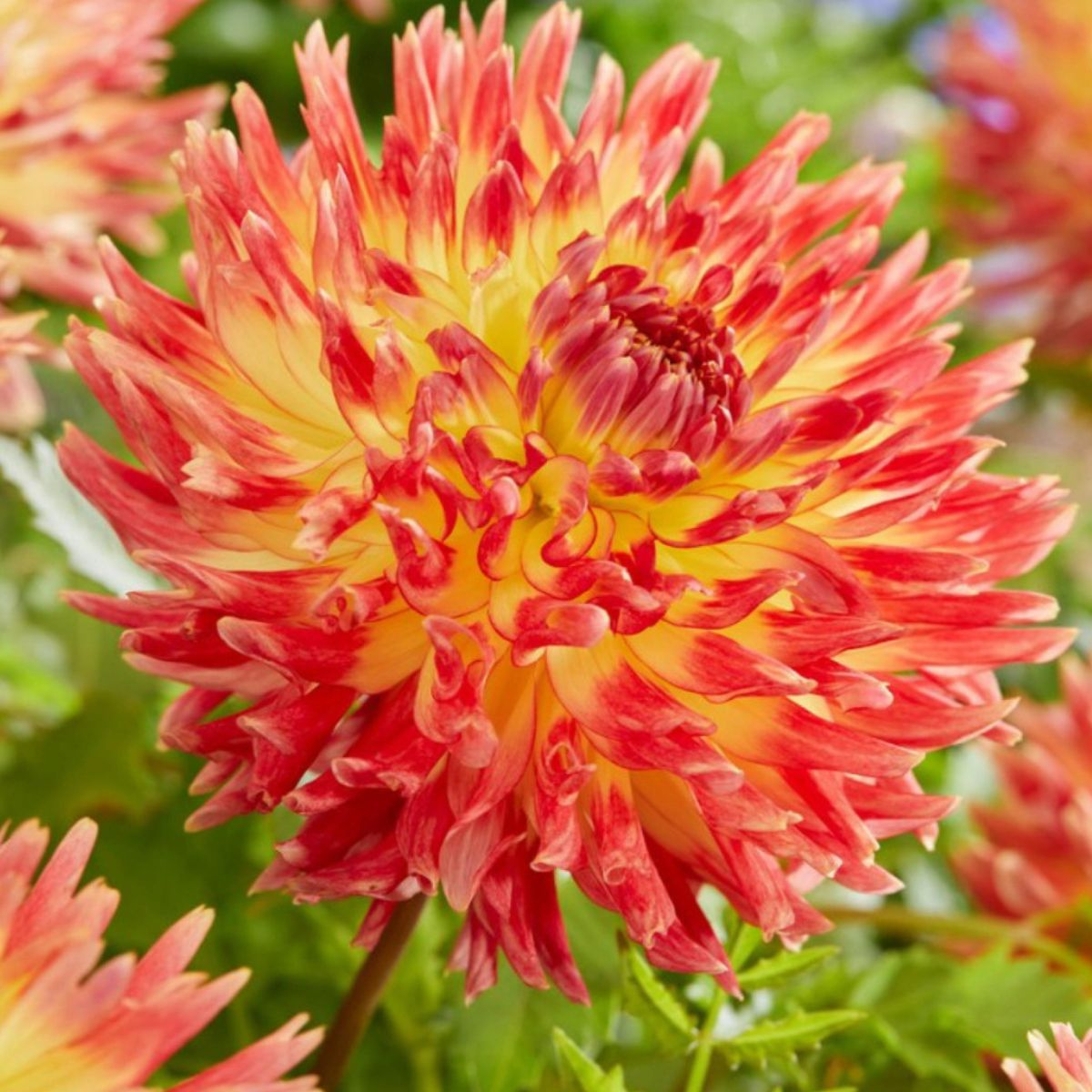 Dalia kaktusowa Summer Breeze| Sadowniczy.pl