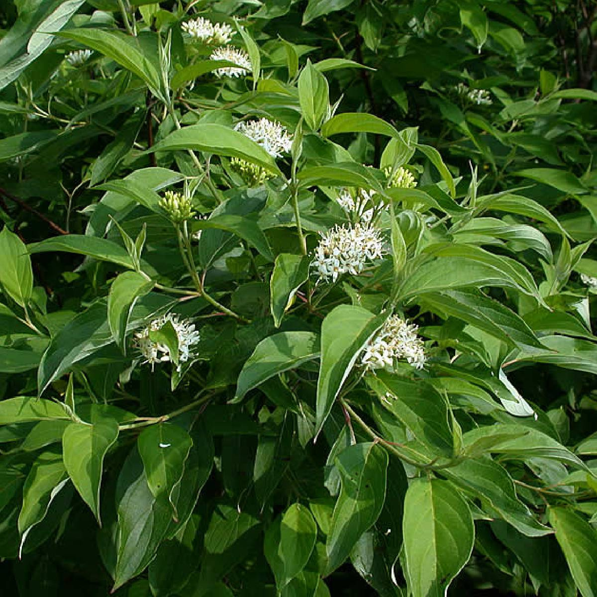 Dereń jedwabny| Sadowniczy.pl