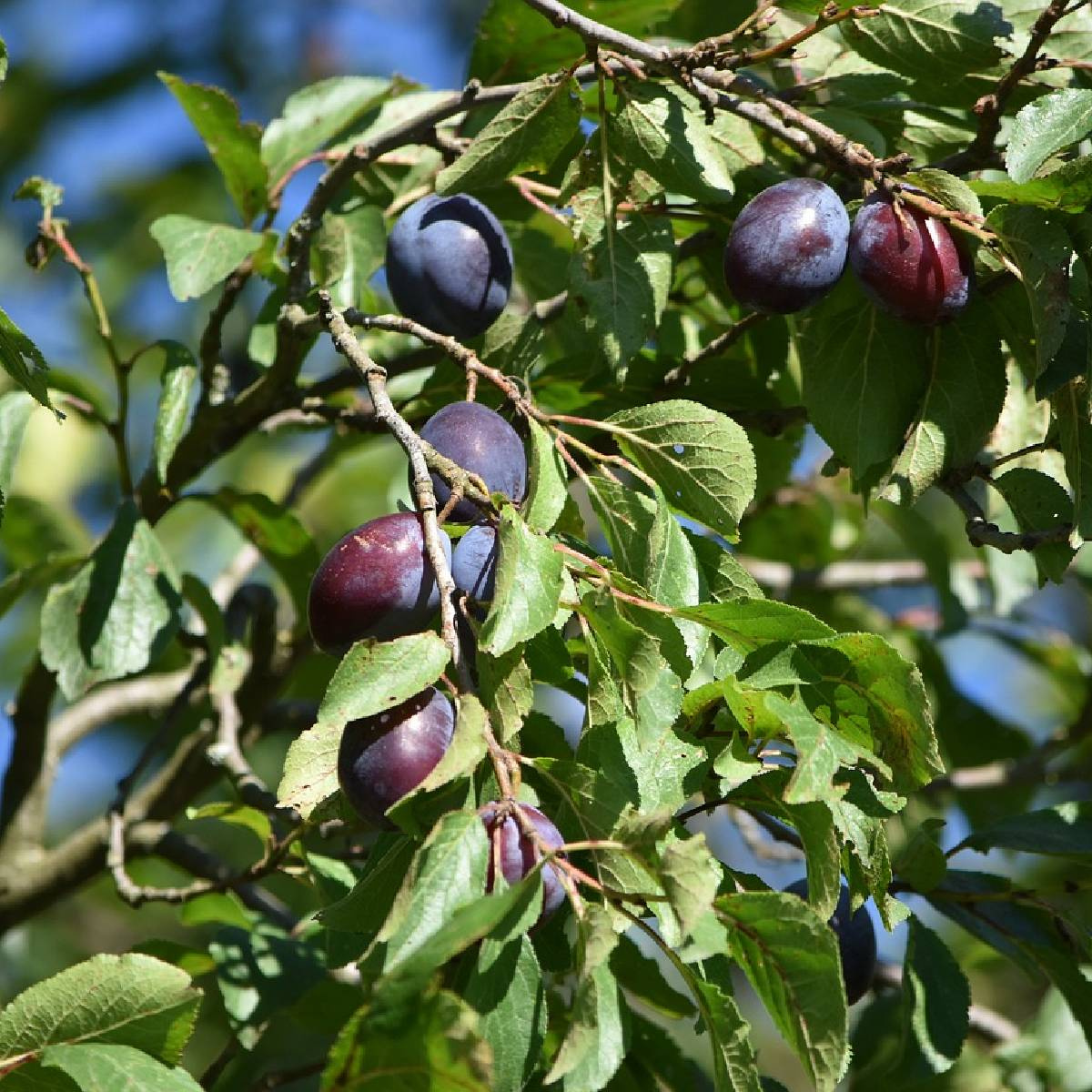 Duo Śliwa Węgierka Zwykła + Morela Goldrich Plant Pack| Sadowniczy.pl