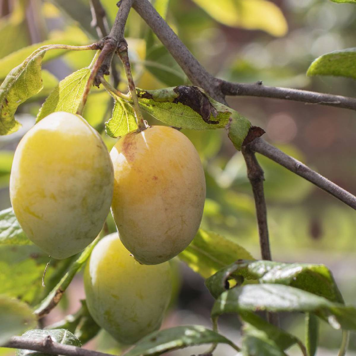 Duo Śliwa Węgierka biała + Węgierka Zwykła Plant Pack| Sadowniczy.pl