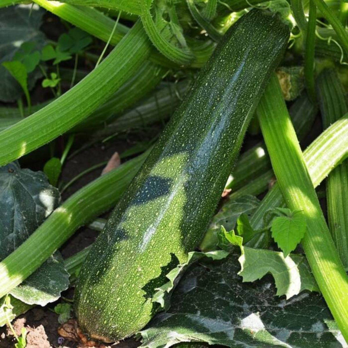 Dynia zwyczajna Cukinia Astra Polka Bio 2g | Sadowniczy.pl