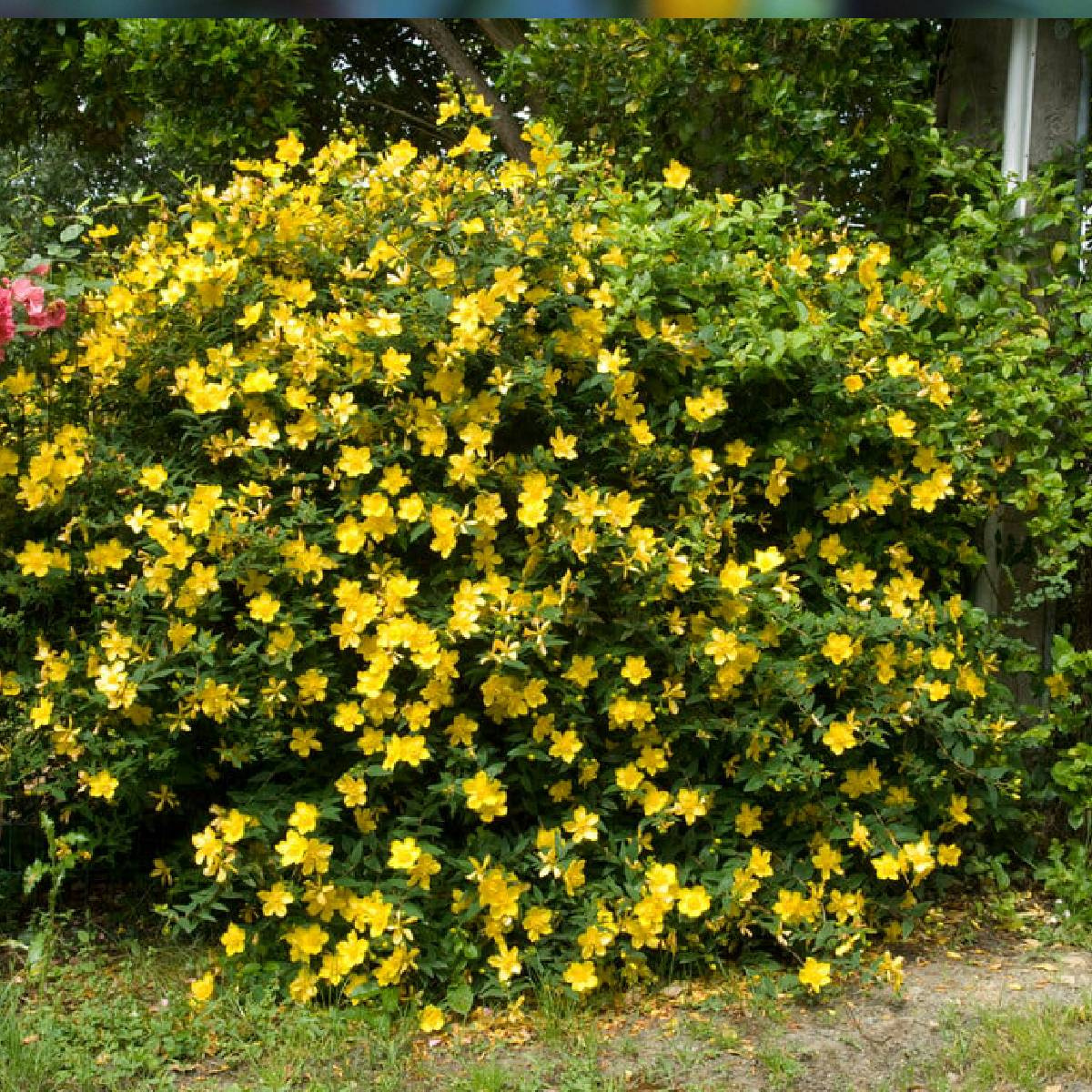 Dziurawiec Hidcote (C2)| Sadowniczy.pl