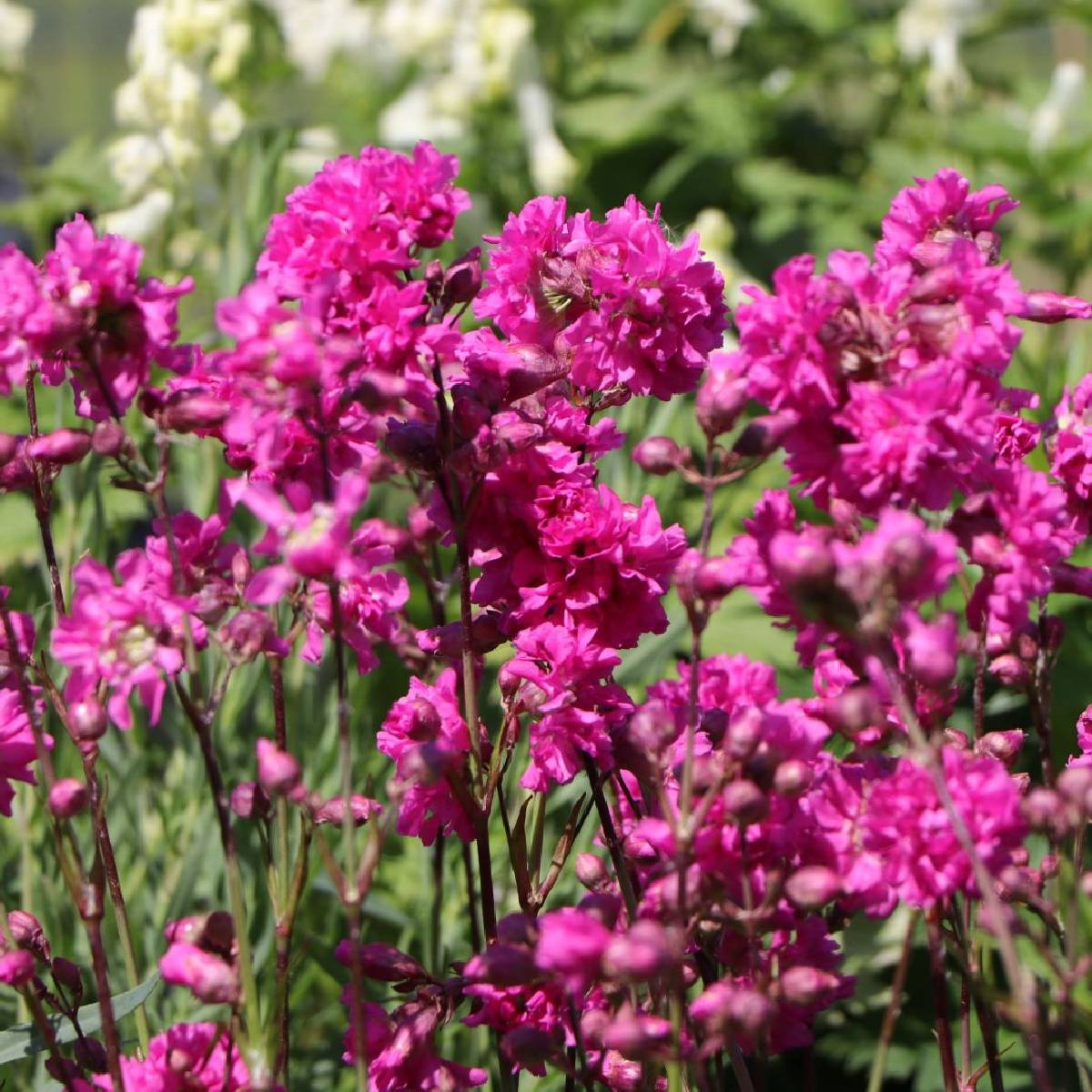 Firletka Smółka pospolita plena| Sadowniczy.pl