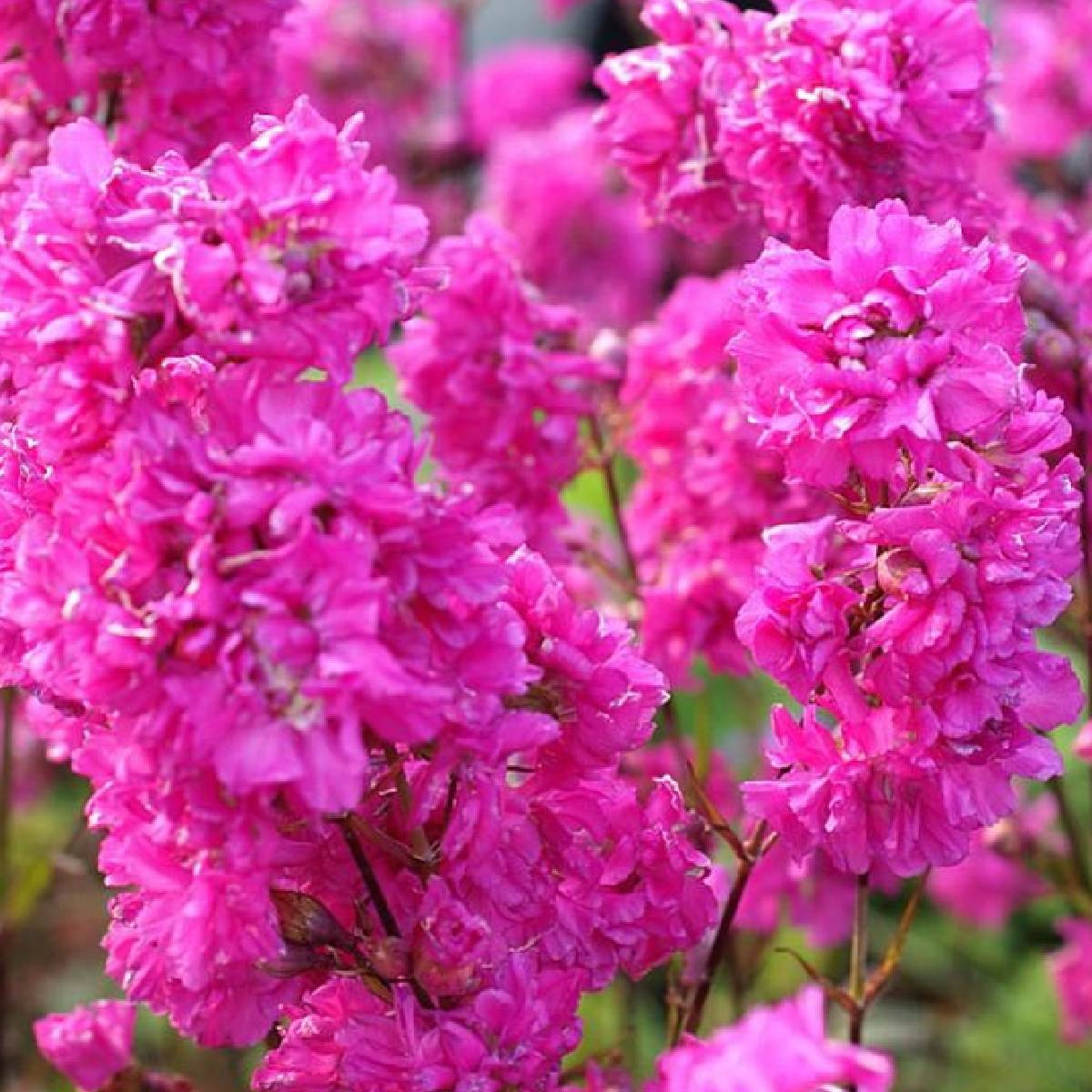 Firletka Smółka pospolita plena (C2)| Sadowniczy.pl