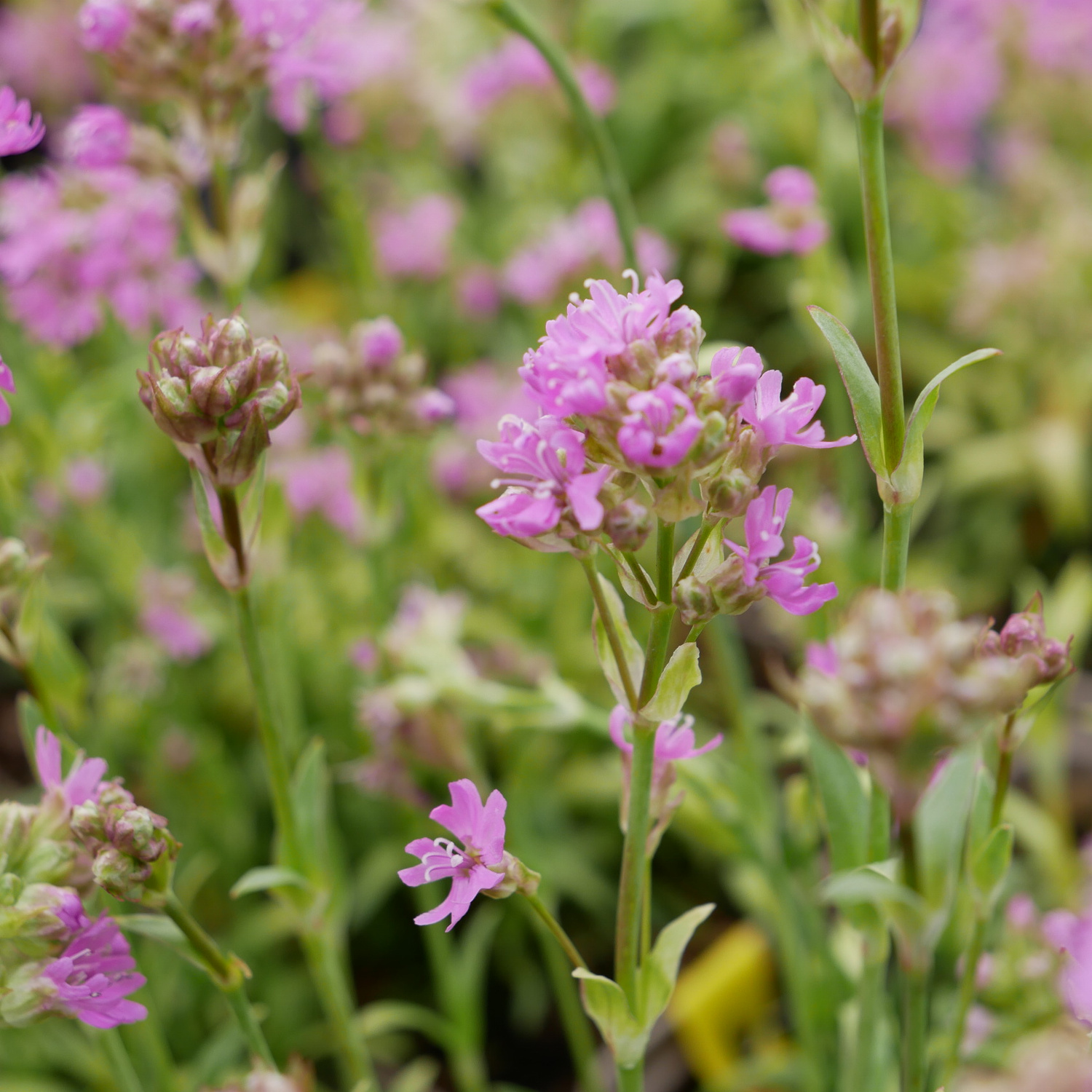 Firletka alpejska (C2)| Sadowniczy.pl