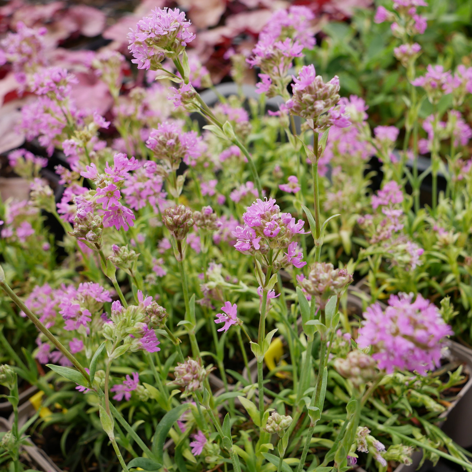 Firletka alpejska (C2)| Sadowniczy.pl