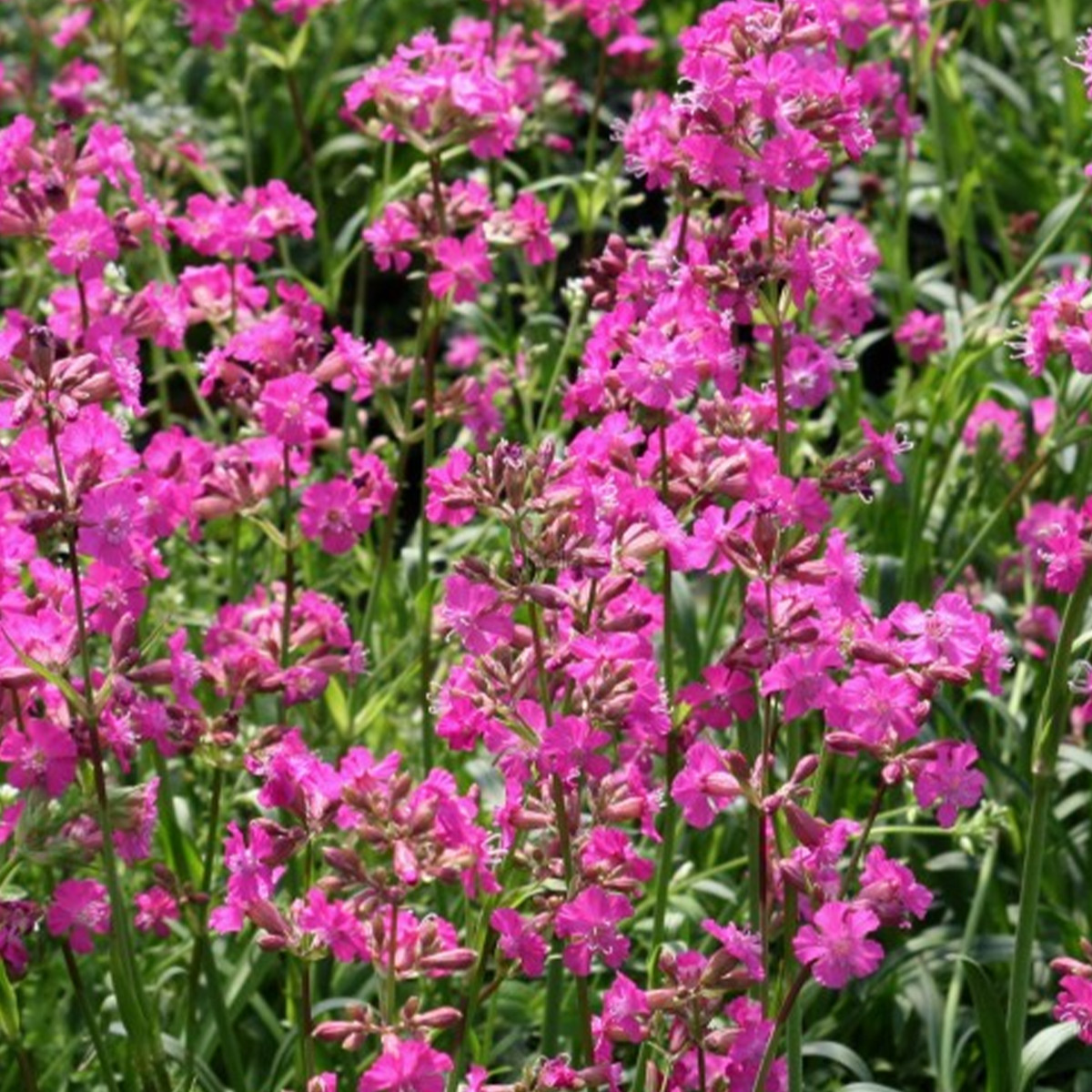 Firletka smółka Splendens Feuer (C2)| Sadowniczy.pl