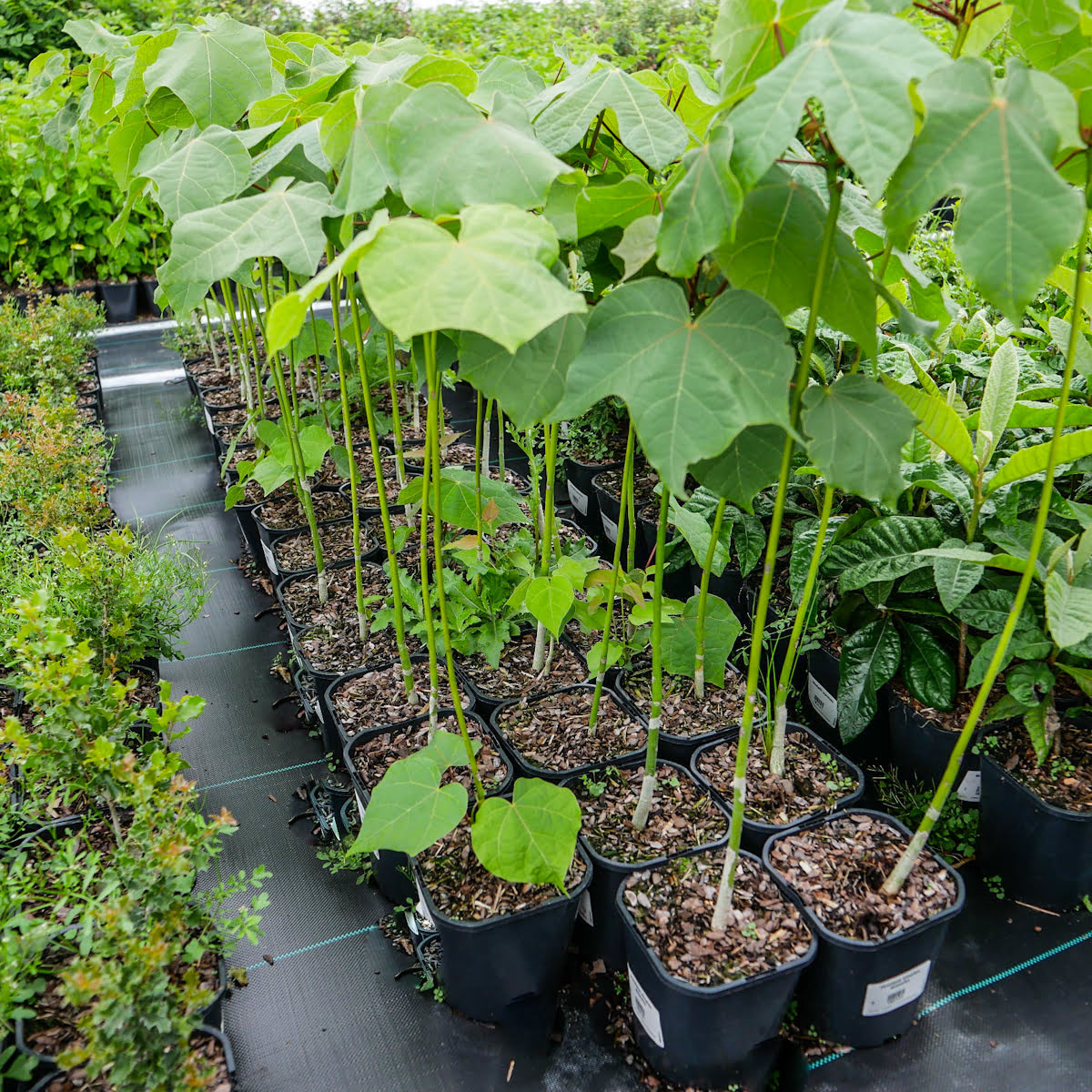 Firmiana simplex drzewko kapeluszowate| Sadowniczy.pl