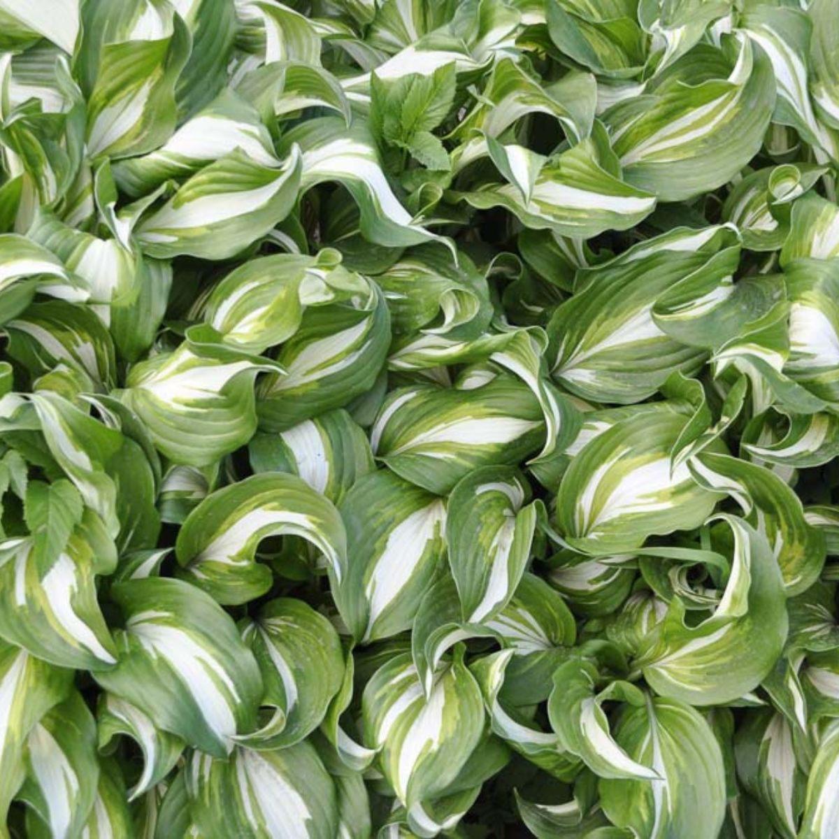 Funkia Hosta Crispula| Sadowniczy.pl