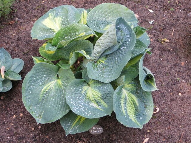 Funkia Hosta Dream Queen (C2)| Sadowniczy.pl