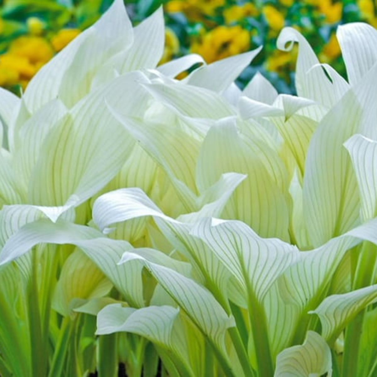 Funkia Hosta White Feather kremowo-biała| Sadowniczy.pl