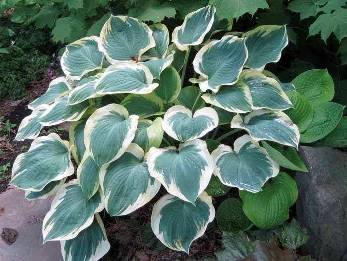 Funkia ogrodowa Orions Belt Hosta (P9)| Sadowniczy.pl